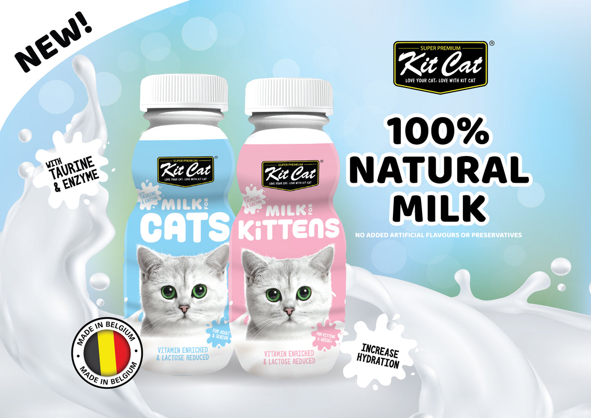 Kit Cat 100% Natural Milk Bottle Milk for Cats & Kittens (250ml ...